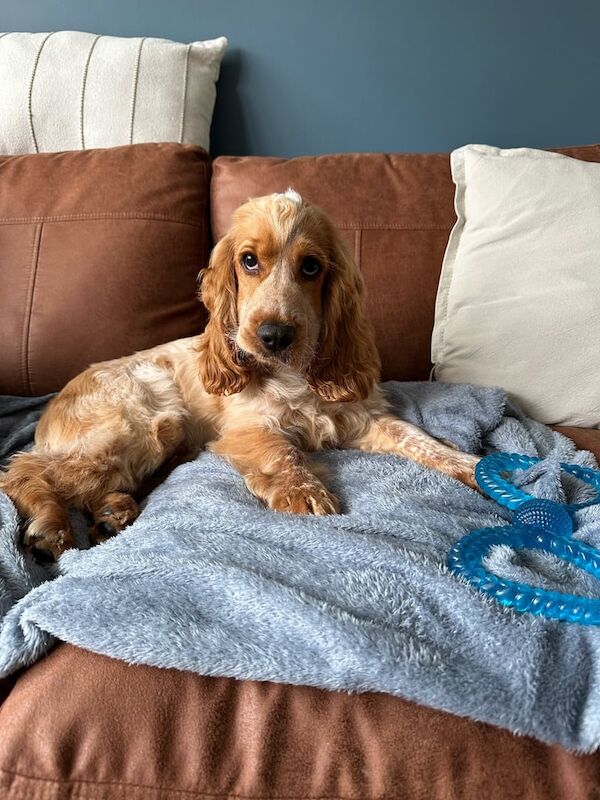 Show Cocker Spaniel Puppies For Sale | Cocker Spaniel Owners