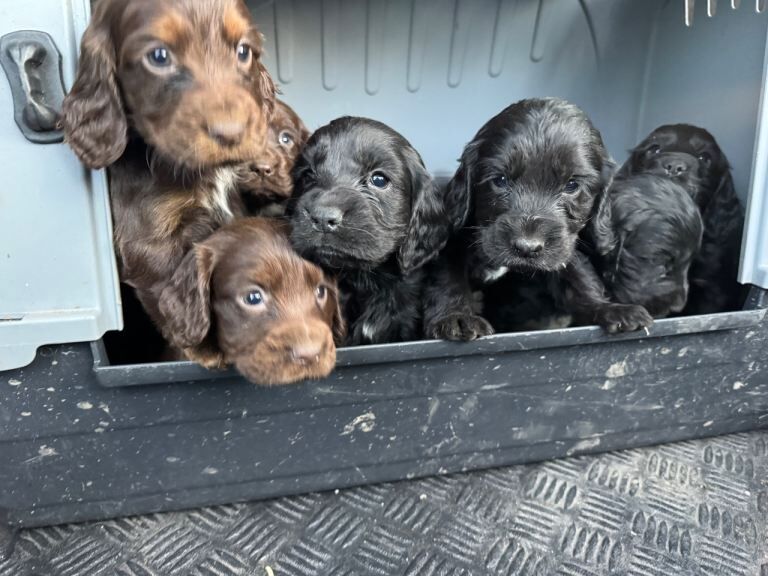 Show Cocker Spaniel Puppies For Sale | Cocker Spaniel Owners