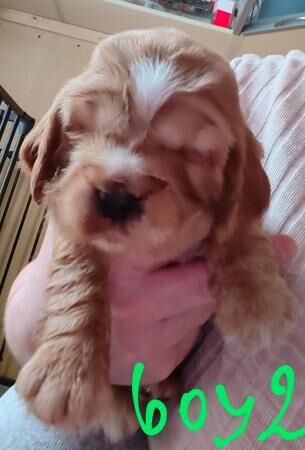 Show Cocker Spaniel Puppies For Sale | Cocker-spaniel-owners.co.uk