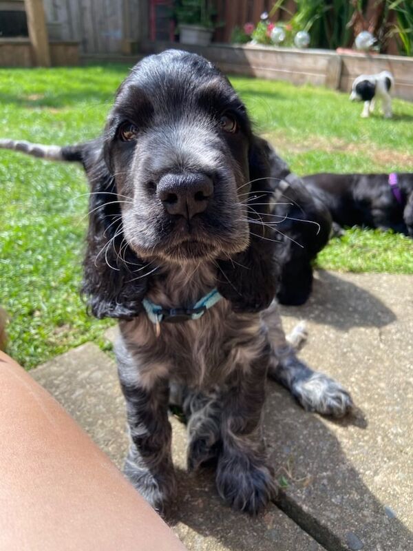 Kennel Club Registered Blue Roan Cocker Spaniel Puppies For Sale ...