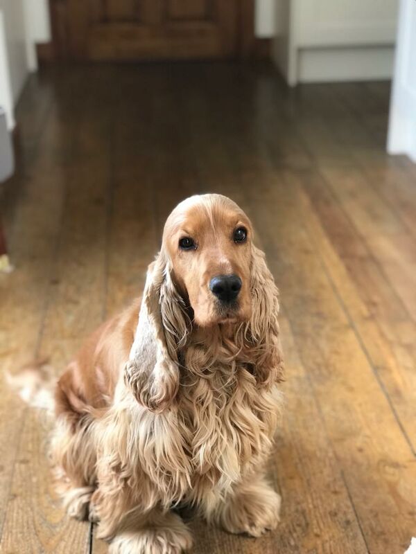 Show Cocker Spaniels Pups Have Arrived ! For Sale in Inverness, Highland