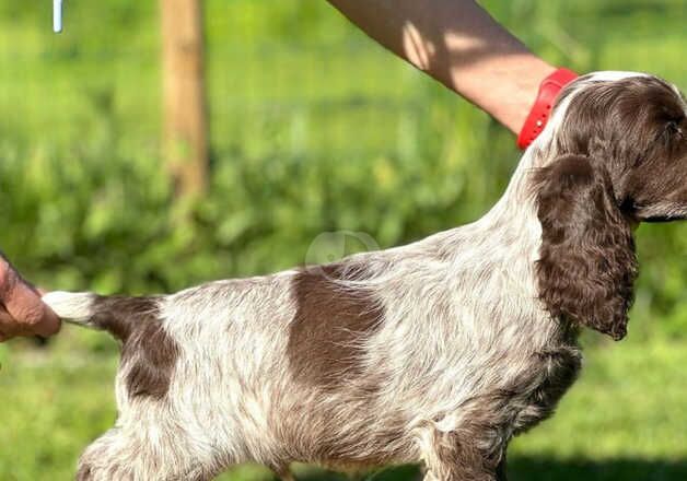 Show Cocker Spaniel Puppies For Sale | Cocker Spaniel Owners