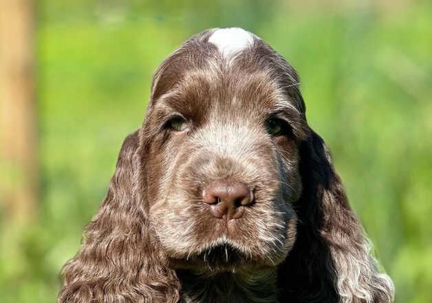 Cocker Spaniel Puppies For Sale In Scotland | Cocker Spaniel Owners