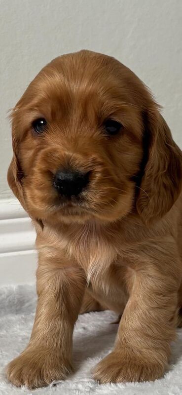 Show Cocker Spaniel Puppies For Sale | Cocker Spaniel Owners