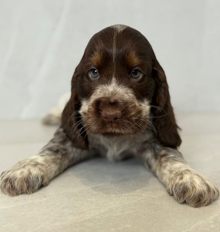 Liver/Chocolate Cocker Spaniel Puppies For Sale | Cocker Spaniel Owners