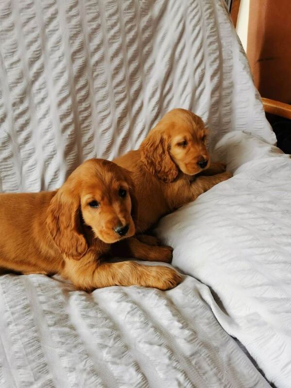 Kennel Club Registered Golden Cocker Spaniel Puppies For Sale | Cocker ...