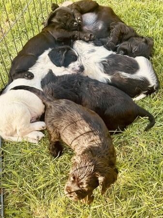 Results Page 2 For Cocker Spaniel Puppies For Sale | Cocker Spaniel Owners