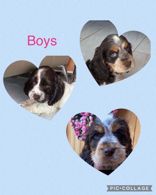 Cocker Spaniel Dogs And Puppies For Sale
