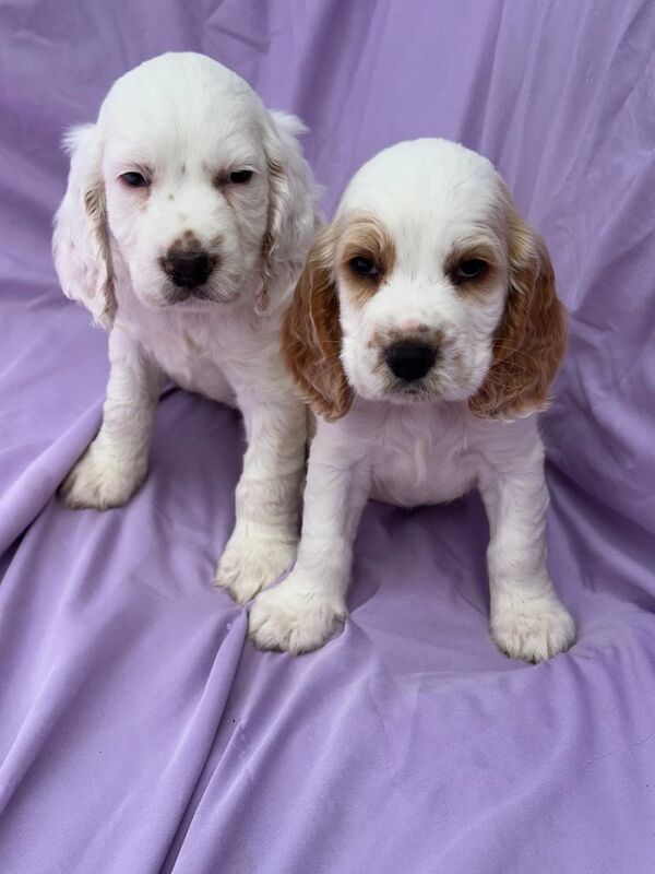 Kennel Club Registered Blue Roan Cocker Spaniel Puppies For Sale ...