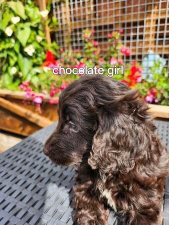 Cocker Spaniel Puppies For Sale | Cocker Spaniel Owners