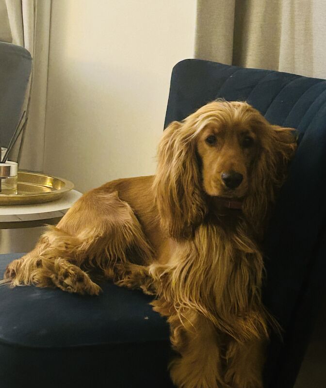 Kennel Club Registered Golden Cocker Spaniel Puppies For Sale | Cocker ...