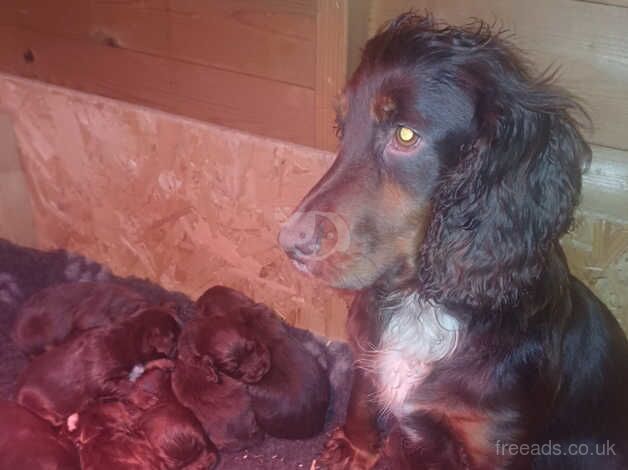 Cocker Spaniel Puppies For Sale In Scotland | Cocker Spaniel Owners