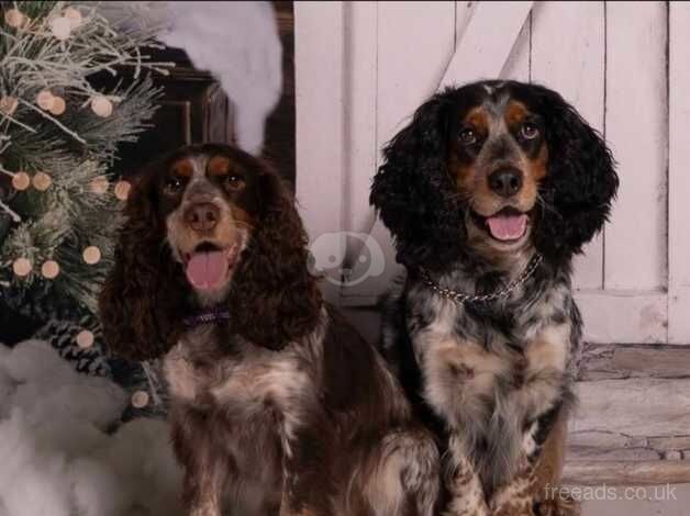 Blue Roan Cocker Spaniel Puppies For Sale | Cocker Spaniel Owners