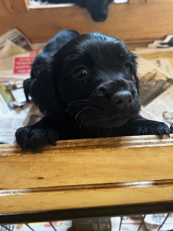 Working Cocker Puppies For Sale - Cocker Spaniel Puppies in Buckie ...