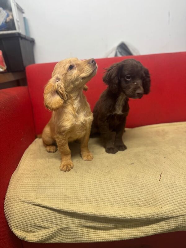 Working Cocker Spaniel Puppies For Sale | Cocker Spaniel Owners