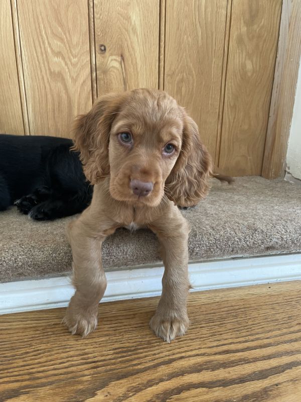 Working Cocker Spaniel Dogs And Puppies For Sale Under £1,500